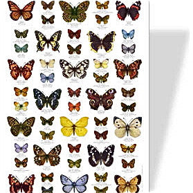 Nature Cards | Eco Friendly Games for Children | Nature Identification ...