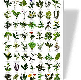 Nature Cards | Eco Friendly Games for Children | Nature Identification ...