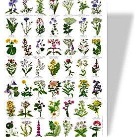 Nature Cards | Eco Friendly Games for Children | Nature Identification ...