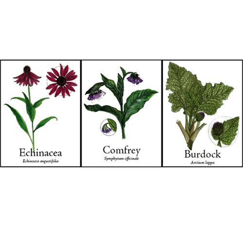 Wildcraft Adventure Board Game | Natural Games for Kids | Eco Friendly ...