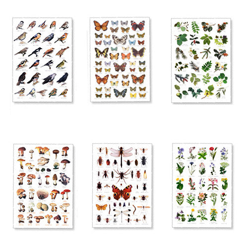 Nature Cards | Eco Friendly Games for Children | Nature Identification ...