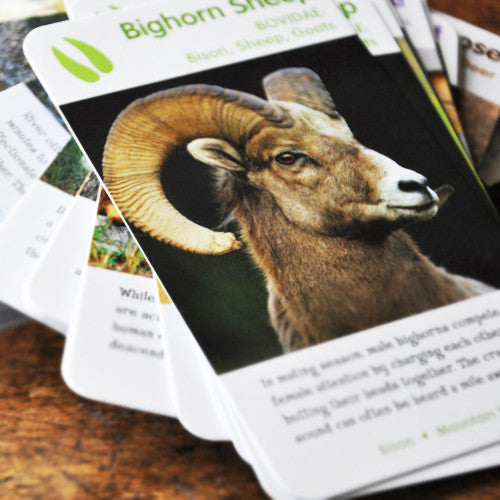 Wild Cards Playing Cards | Children's Card Games | Learning Ideas for ...